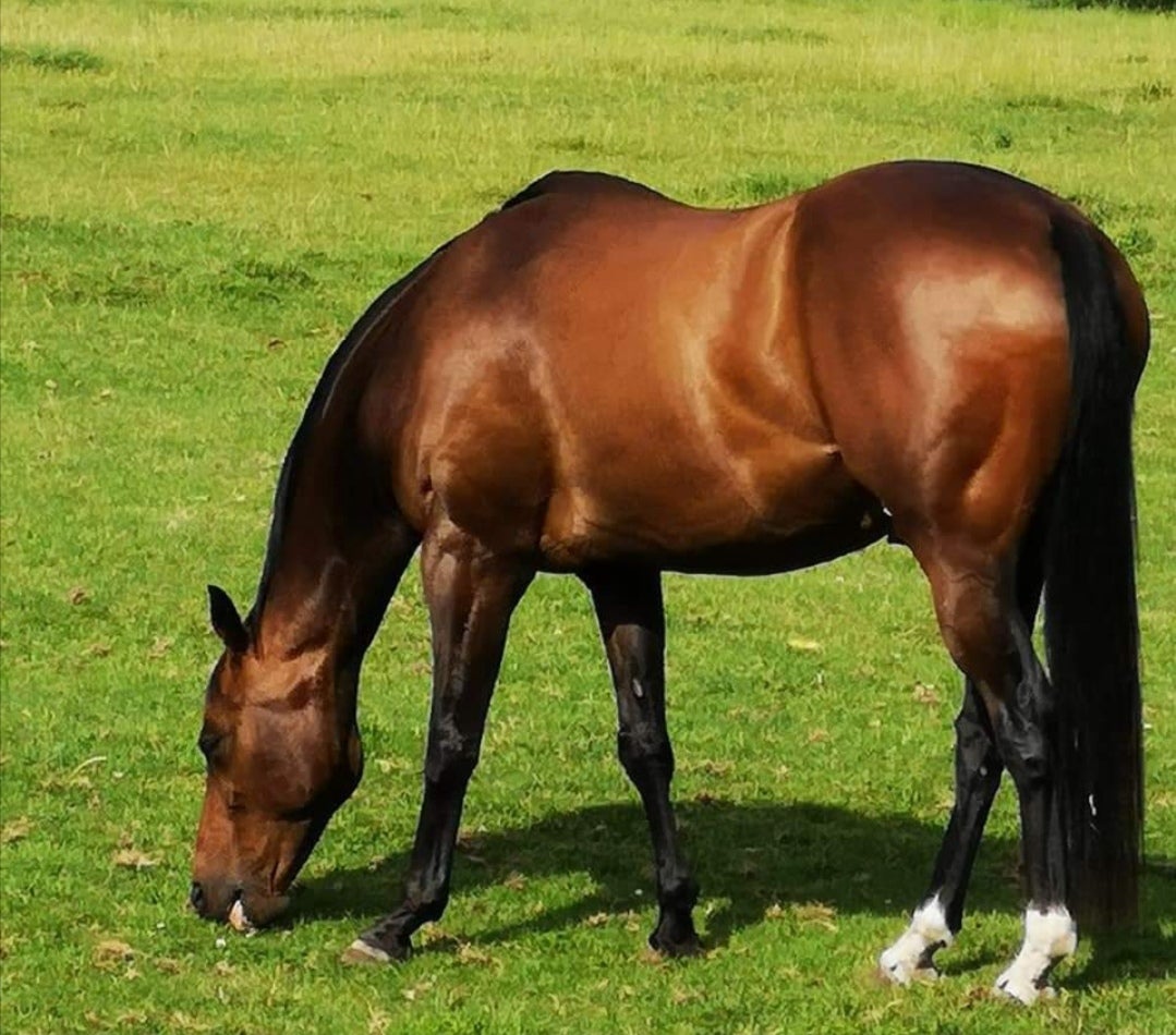 TRIED THE REST? NOW TRY THE BEST! WELCOME TO OUR PREMIUM PRODUCT logo